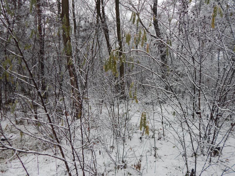 Textures of Winter Snow, Trees and Plants Stock Photo - Image of cold ...