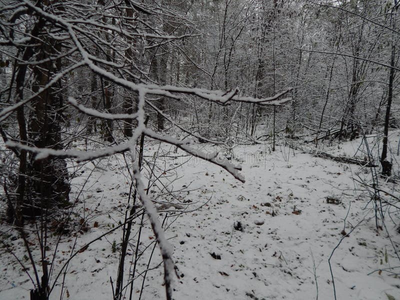 Textures of Winter Snow, Trees and Plants Stock Image - Image of frost ...