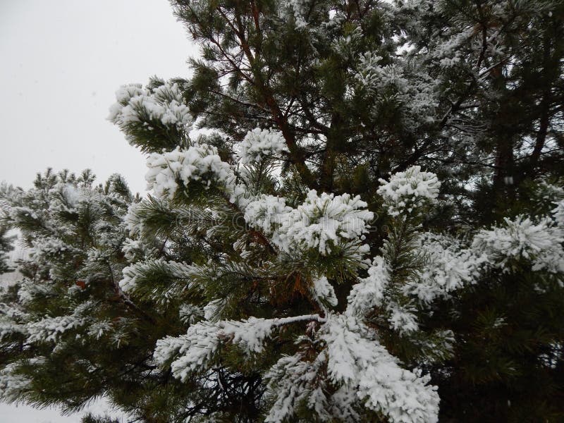 Textures of Winter Snow, Trees and Plants Stock Photo - Image of ...