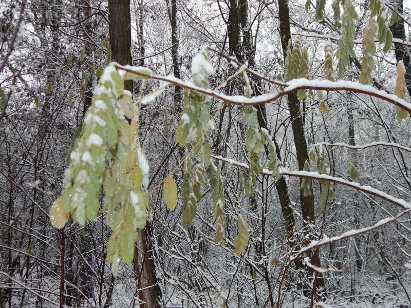 Textures of Winter Snow, Trees and Plants Stock Image - Image of nature ...