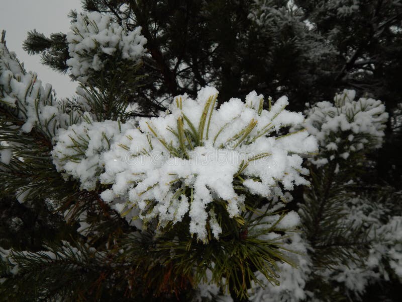 Textures of Winter Snow, Trees and Plants Stock Image - Image of cold ...