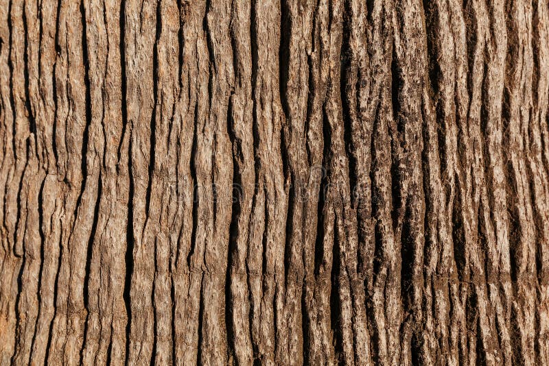 Texturierte Rinde Eines Edlen Baumes Vollbild Stockfoto - Bild von grau ...