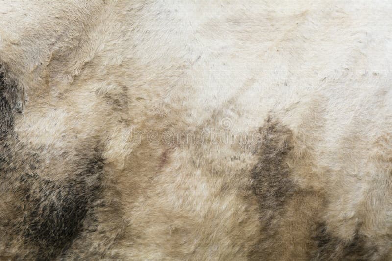 Dirty Fur Cow Abstract Background Stock Photos - Free & Royalty-Free ...