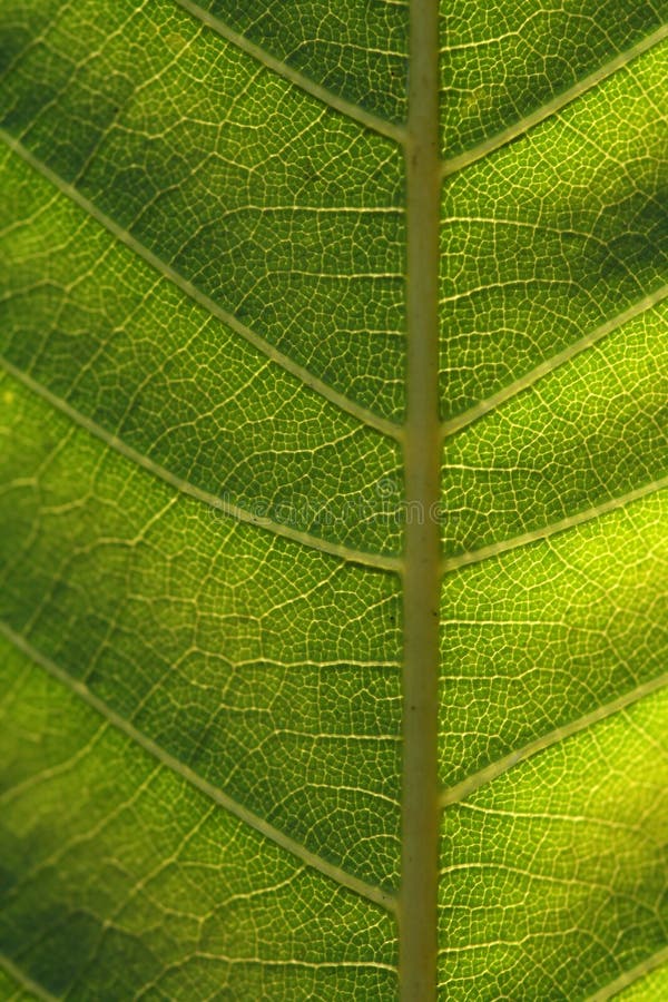 Textuur, Achtergrond Van Blad Stock Foto - Image of harmonie, zenuw ...