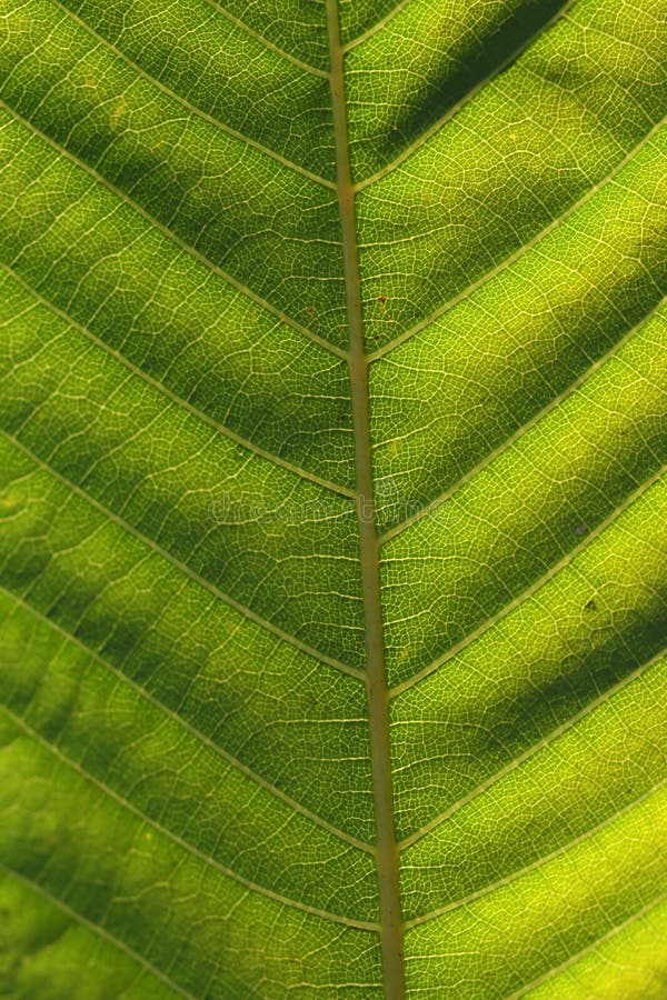 Textuur, Achtergrond Van Blad Stock Foto - Image of sluit, groei: 3412440