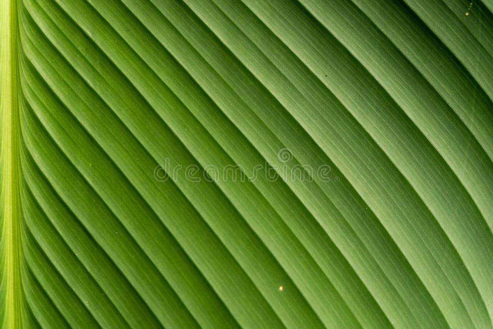 Textuur op blad stock foto. Image of samenvatting, leven - 153563190