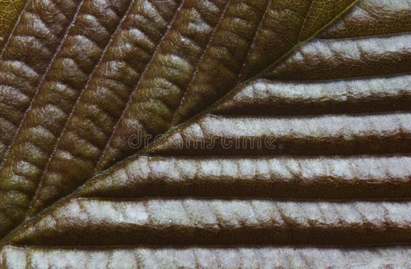 Textuur van blad stock afbeelding. Image of naughty, diagonaal - 24928259