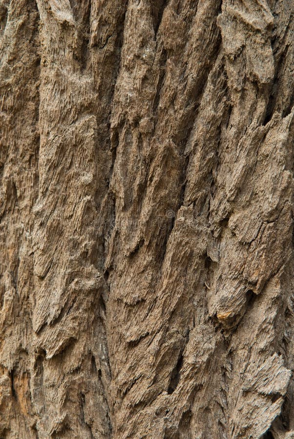 Textuur van boom stock foto. Image of bruin, schil, samenvatting - 14638548
