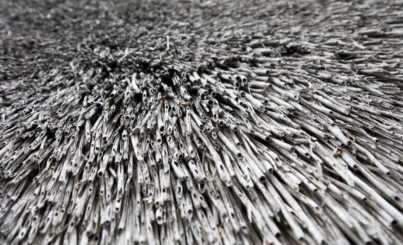 Textuur van droog riet stock foto. Image of vast, grijs - 14305438