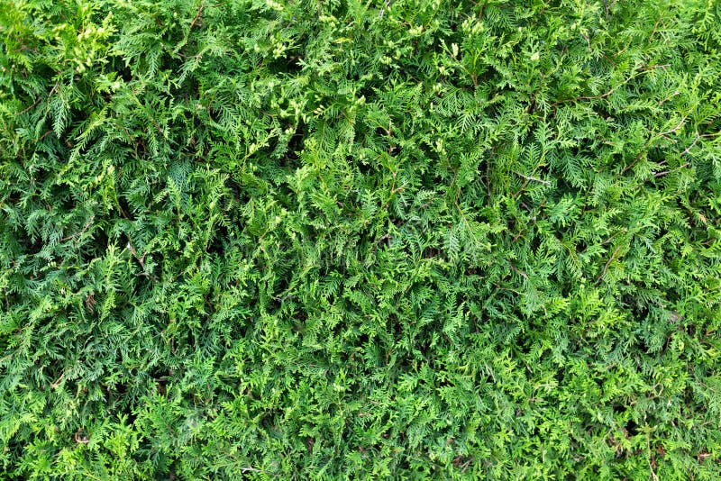 Groene Struik Picture. Image: 83038468