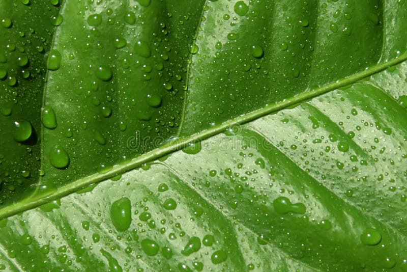 Textuur Van Een Groen, Zonnig Blad Stock Foto - Image of textuur ...