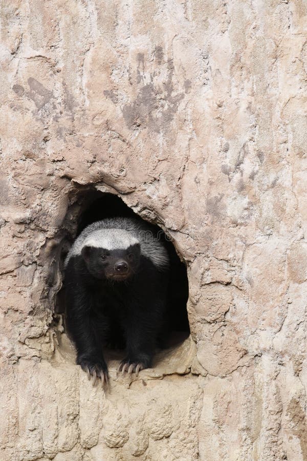 Texugo de mel foto de stock. Imagem de texugo, praga - 18303444