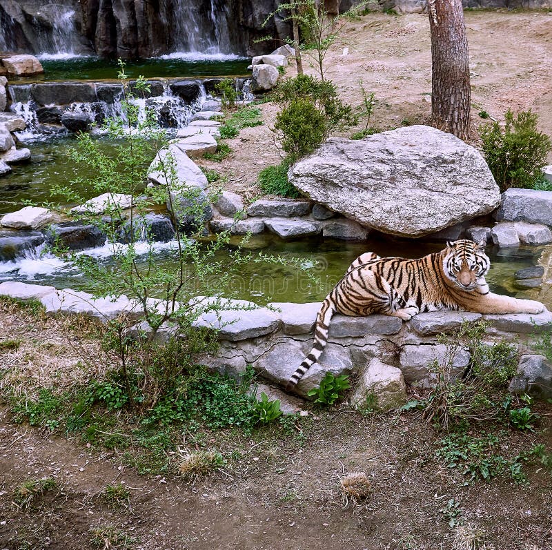 Tger Resting on the Cool Rocks at a Zoo Stock Image - Image of leaf ...