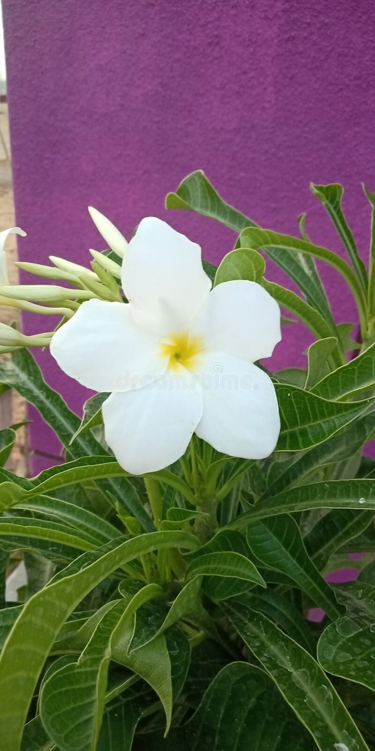 Hgfd Logo Stock Photos - Free & Royalty-Free Stock Photos from Dreamstime