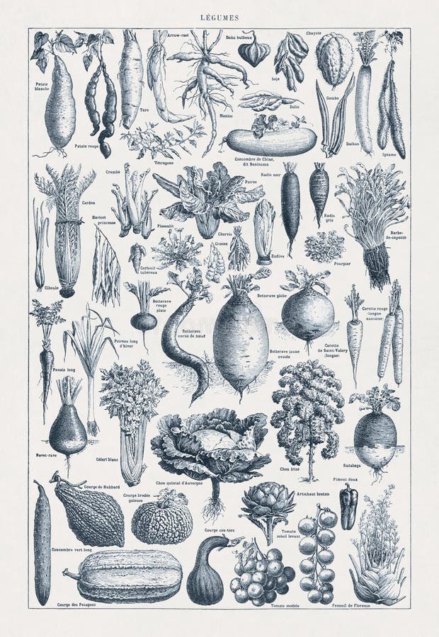 19th Century Illustration about Vegetables Stock Illustration ...