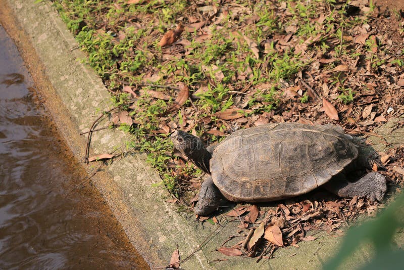 Th Closeup Portrait of Yellow-spotted River Turtles Stock Image - Image ...