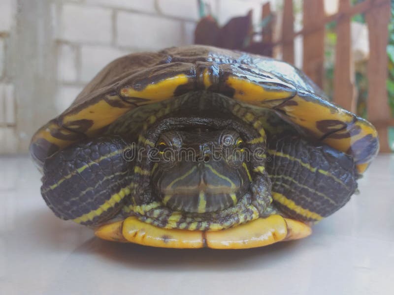 This Cutie Turtle Yawned in the Aquarium, he Looks Tired. Stock Image ...