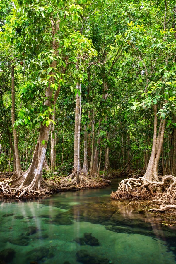 Tha Pom, Mangrovebos in Krabi, Thailand Stock Afbeelding - Image of ...