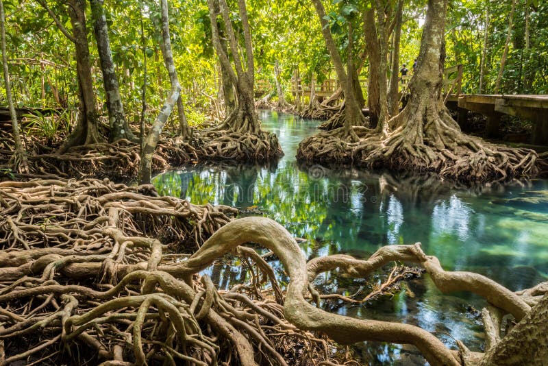 Tha Pom Swamp Forest Krabi Thailand Stock Image - Image of jungle ...