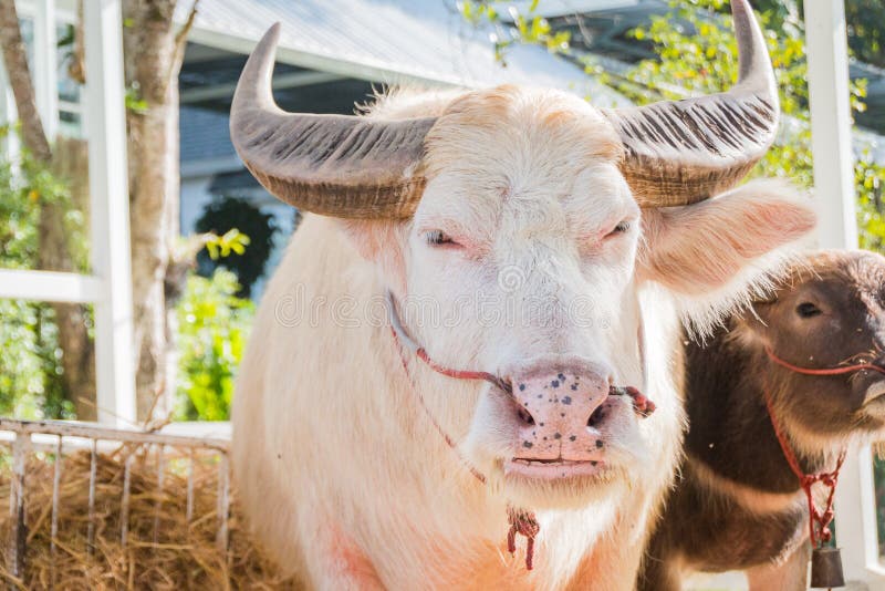 Thai Albino Buffalo (Pink Buffalo) Stock Image - Image of asia, mammal ...
