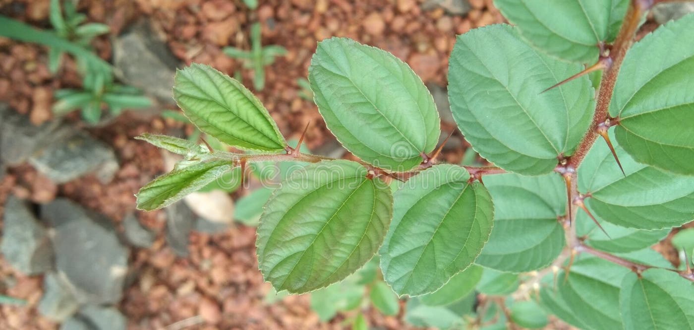 280 Ber Leaf Stock Photos - Free & Royalty-Free Stock Photos from ...