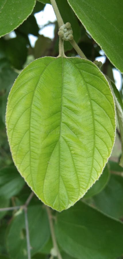 Hibiscus leaf stock image. Image of single, tree, stem - 20610351