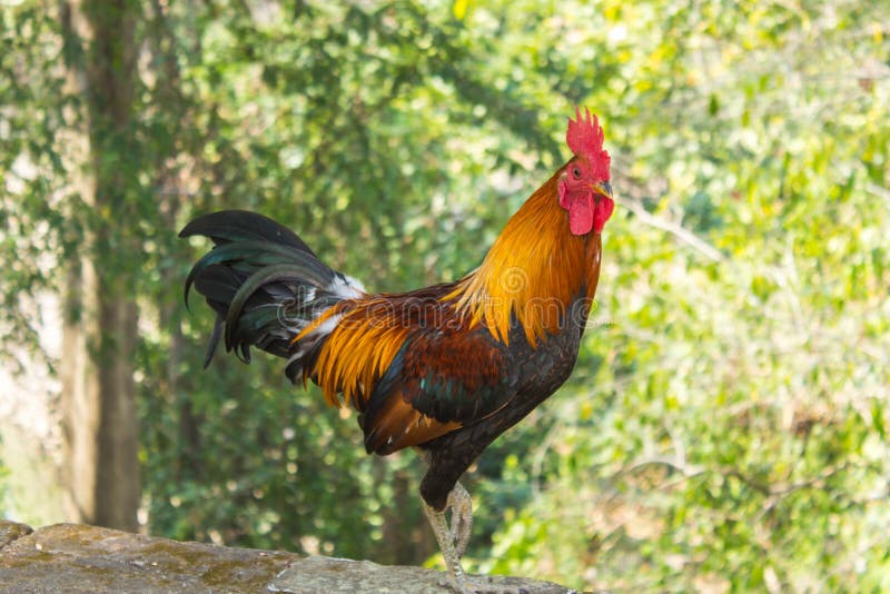 Thai Bantam Chicken, Animal Stock Photo - Image of chicken, road: 83274488