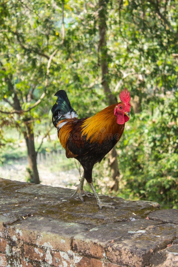303 Thai Bantam Chicken Animal Photos - Free & Royalty-Free Stock ...