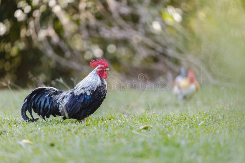 Thai bantam chicken stock photo. Image of buddhistm, aggressive - 40868142