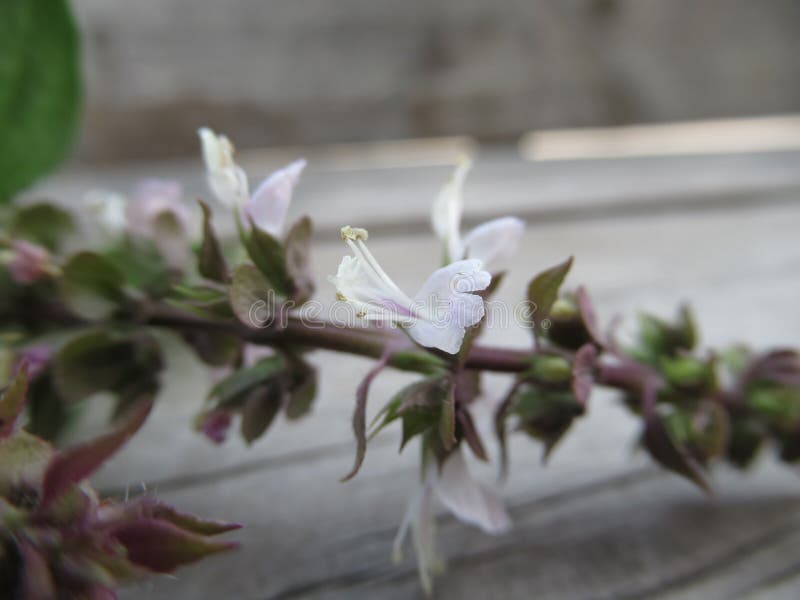 Thai Basil flower stock image. Image of blooming, aromatic - 215258185