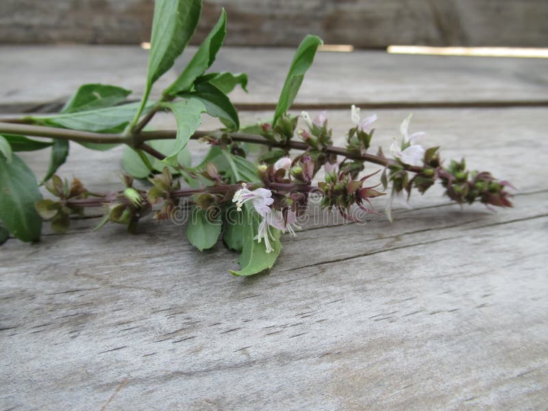 Thai Basil flower stock image. Image of background, healthy - 215258207