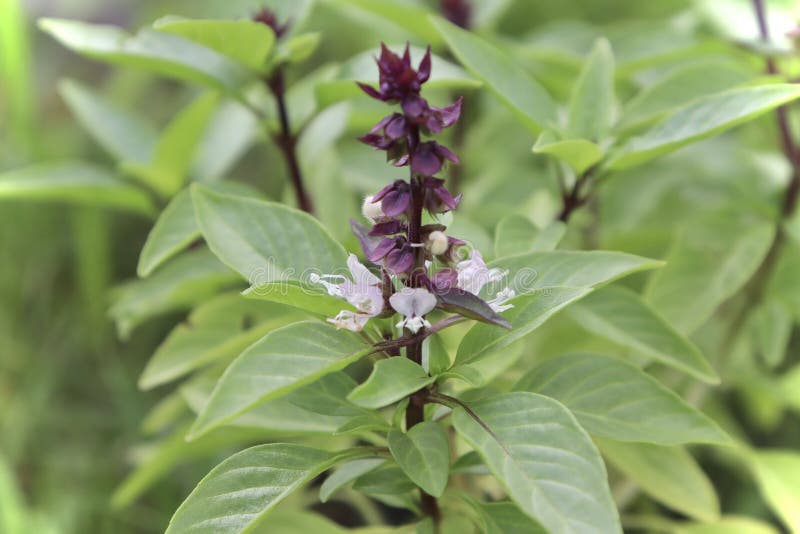 Thai Basil Flower are Blooming Stock Photo - Image of closeup, food ...