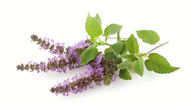 Thai Basil Flower Patchouli Plant Isolated White Background Stock Image ...