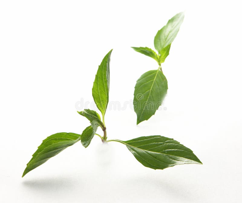 Wat pho temple in Bangkok stock photo. Image of antiquities - 39013608