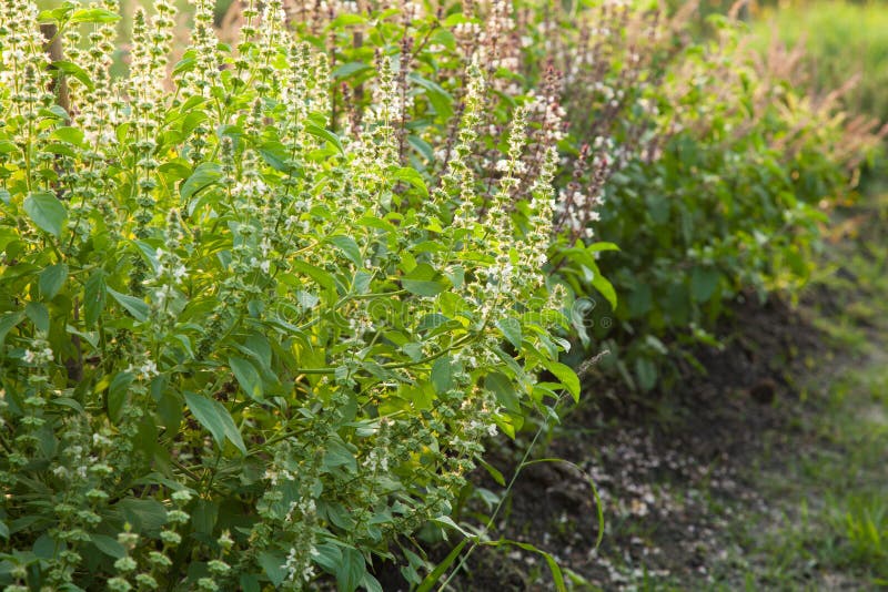 Thai basil patch stock image. Image of basil, kitchen - 37162791
