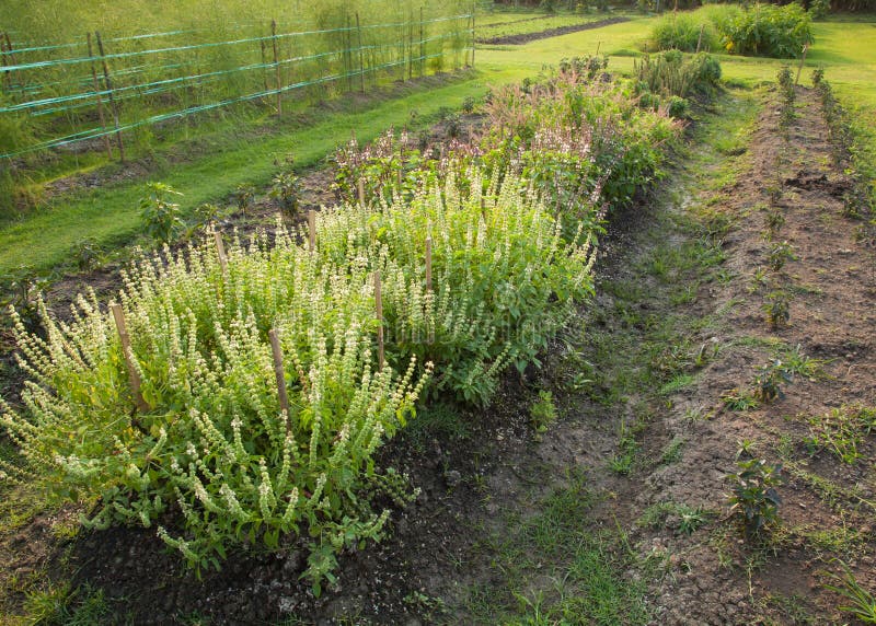 Thai basil patch stock photo. Image of vegetable, harvest - 37162212