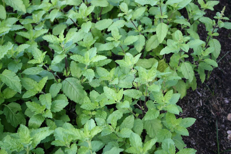Thai basil plants stock photo. Image of crop, harvest - 47658656