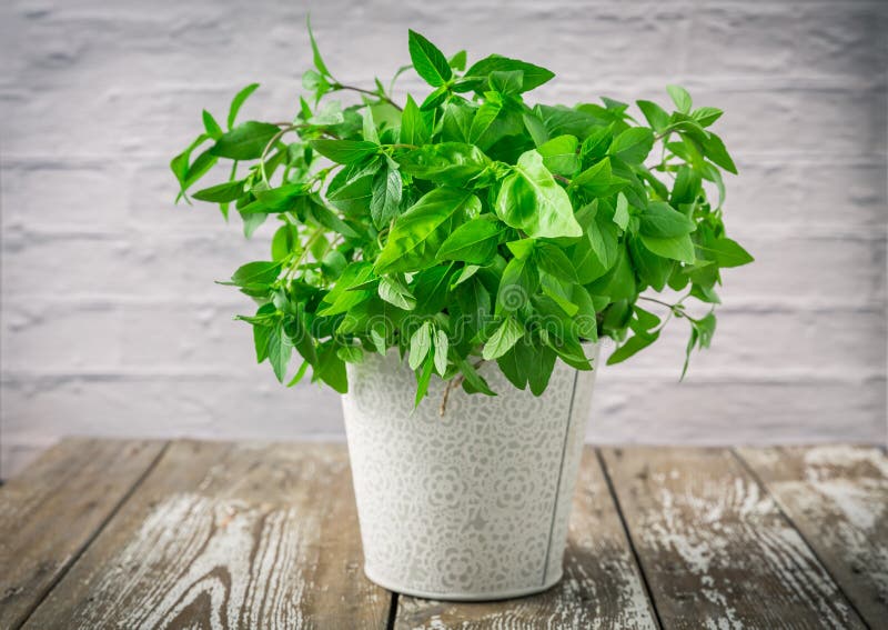 Thai Basil in Pot on Wooden Kitchen Table Stock Photo - Image of leaf ...