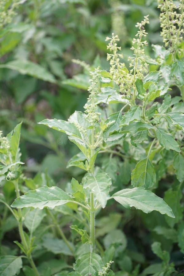 Thai basil tree in garden stock image. Image of basilicum - 236088521