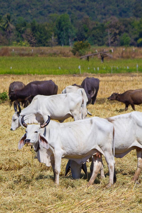Thai beef cow stock photo. Image of horn, agriculture - 22530718