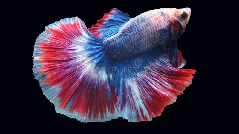 Beautiful Thai betta fish stock photo. Image of domestic - 199671326
