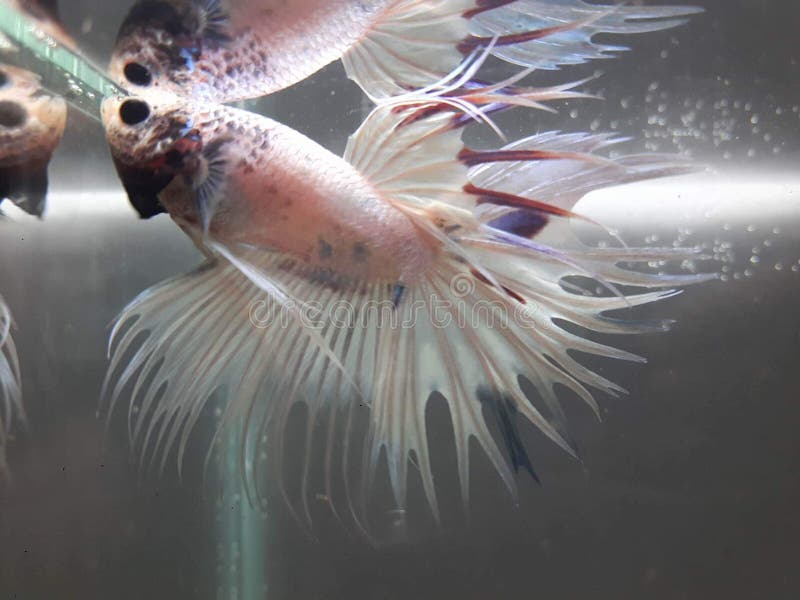 Thai Betta fish crown tail stock image. Image of betta - 171196037