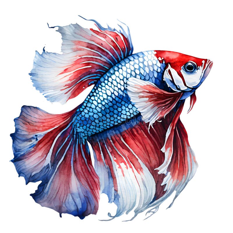 Thai Betta Fish, on a White Background Stock Illustration ...