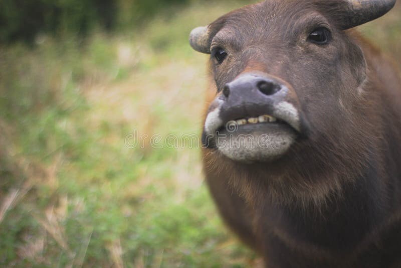 Thai black buffalo stock image. Image of white, buffalo - 136069193
