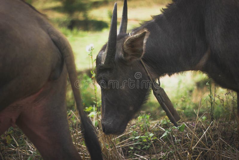 Thai black buffalo stock photo. Image of buffalo, neck - 136069198