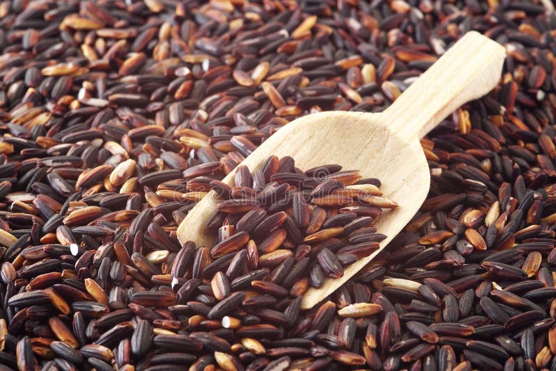 Thai Black Rice stock photo. Image of field, rice, diet - 3966368