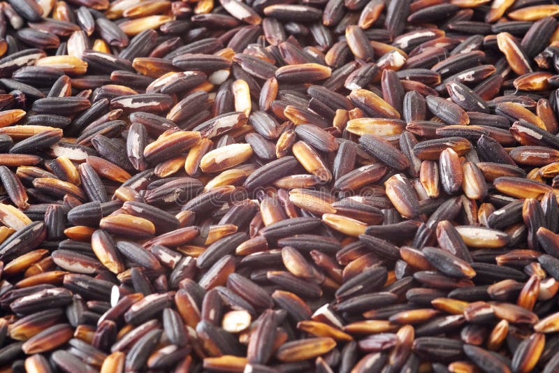 Thai Black Rice Picture. Image: 3966458