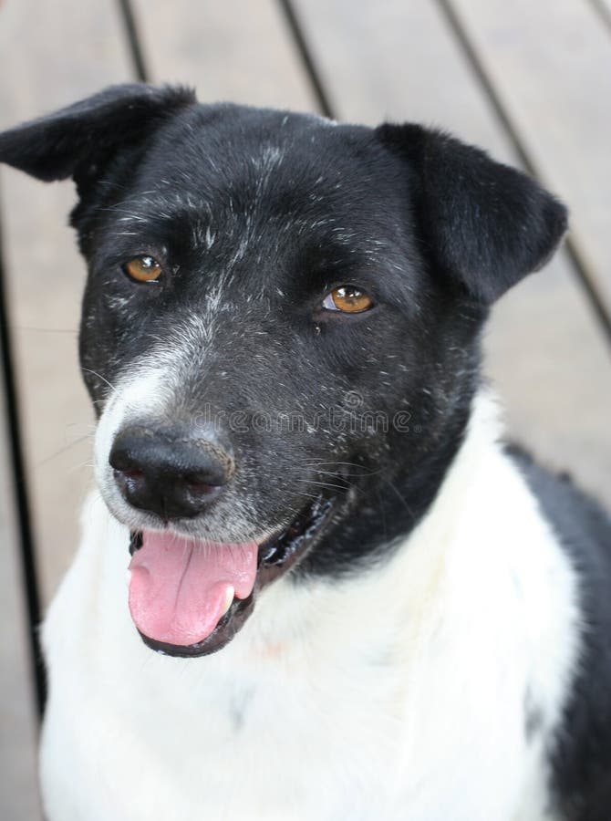 Thai Black and White Stray Dog Stock Image - Image of head, camera ...