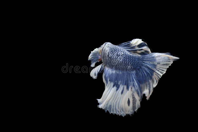 Thai blue fighting fish stock image. Image of fight - 201617719