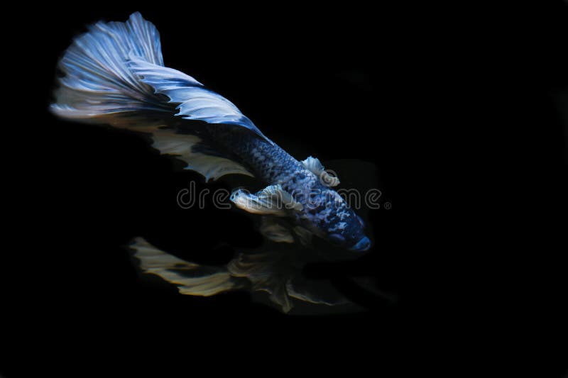 Thai blue fighting fish stock image. Image of power - 202526757